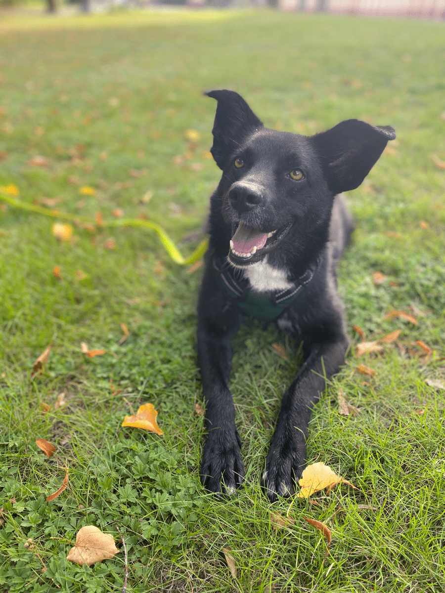 Nick (he/him) - Chief Emotional Support Officer - nilo