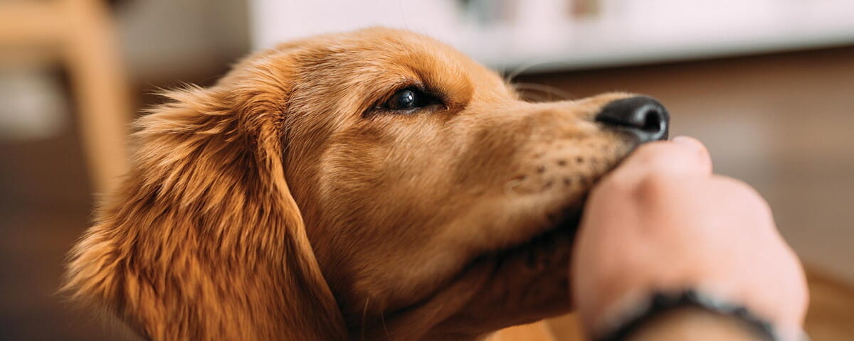 Locations - FirstVet