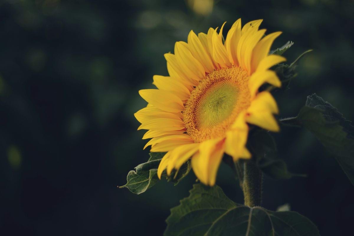 Data och integritet - Vivant