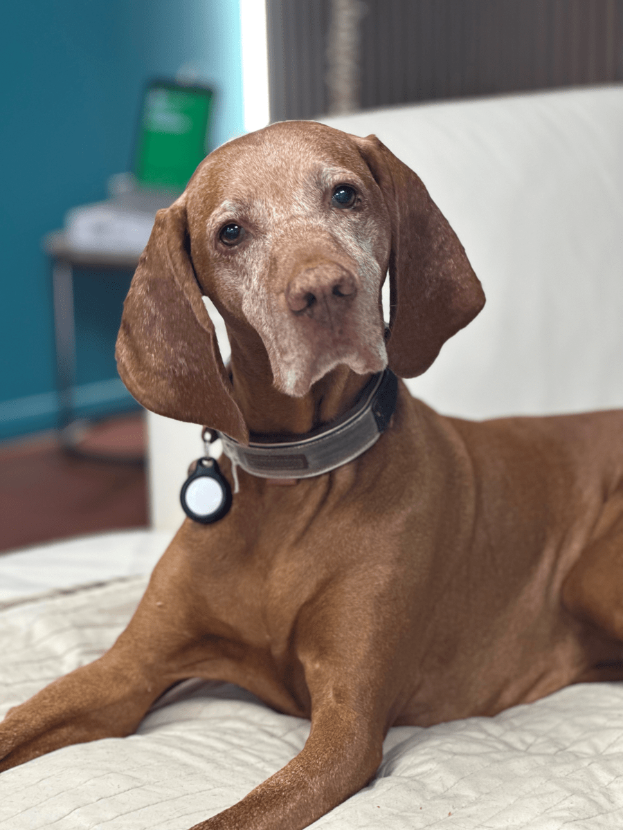 LuLu - Barketing Executive - Rondanini