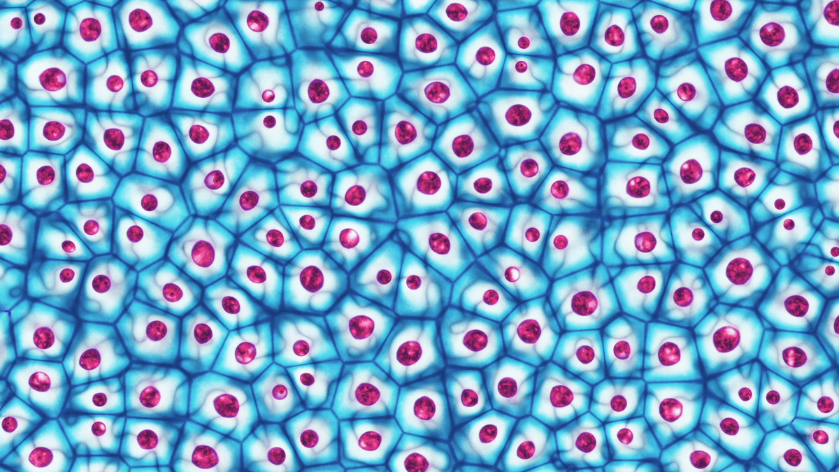 SmartCella – Connect