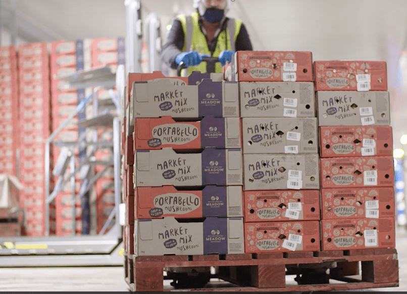 Shed Hand - Meadow Mushrooms
