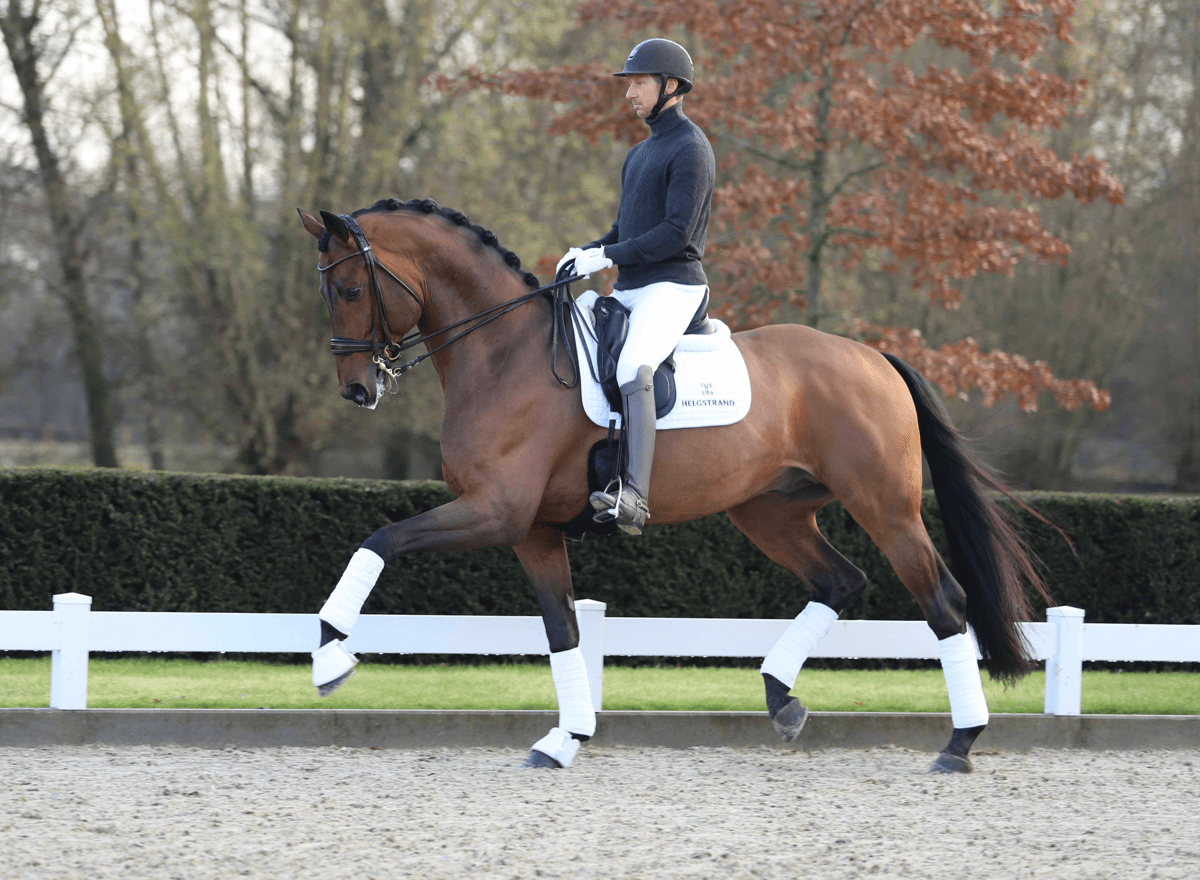 Outstanding Stables by Patrik Kittel - Global Equestrian Group