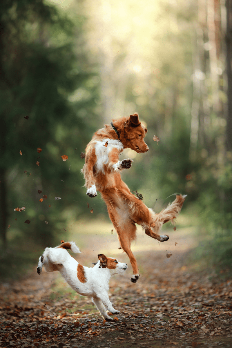 CAREERS - VetPlus
